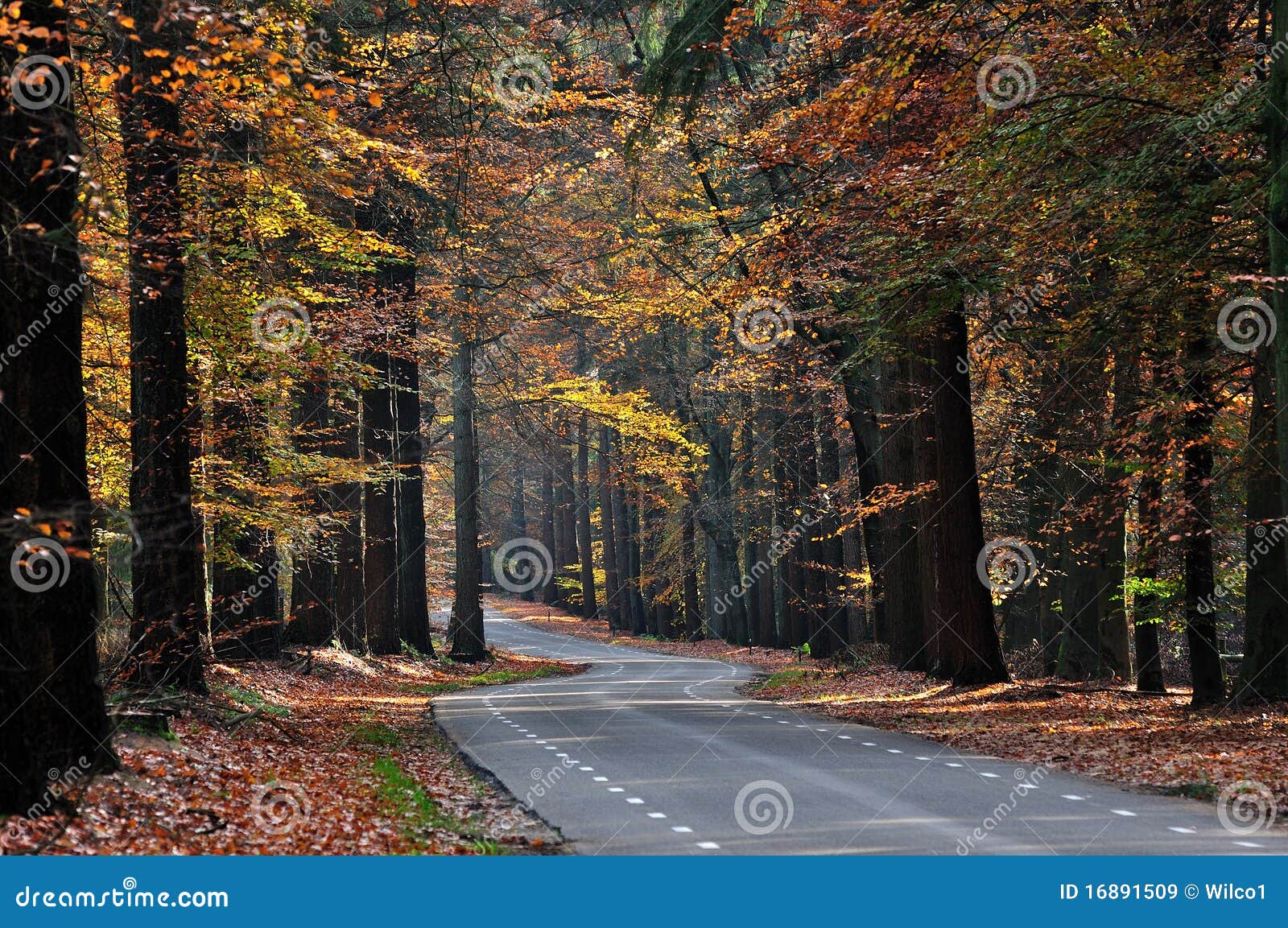 Autumn road stock image. Image of grass, november, fall - 16891509