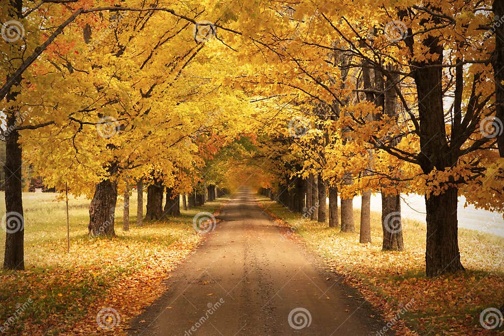 Autumn road stock image. Image of fall, lane, fallen - 19117657