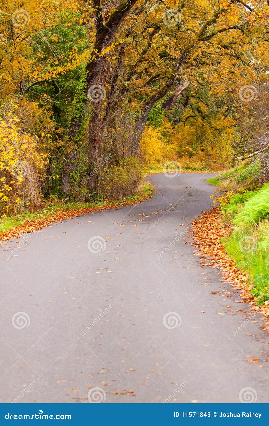 Autumn Road 2 stock image. Image of distance, peaceful - 11571843