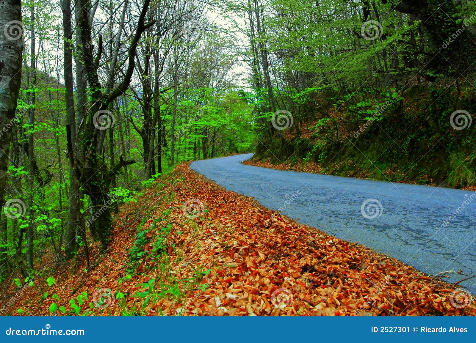 Autumn road stock image. Image of leafs, autumn, colors - 2527301