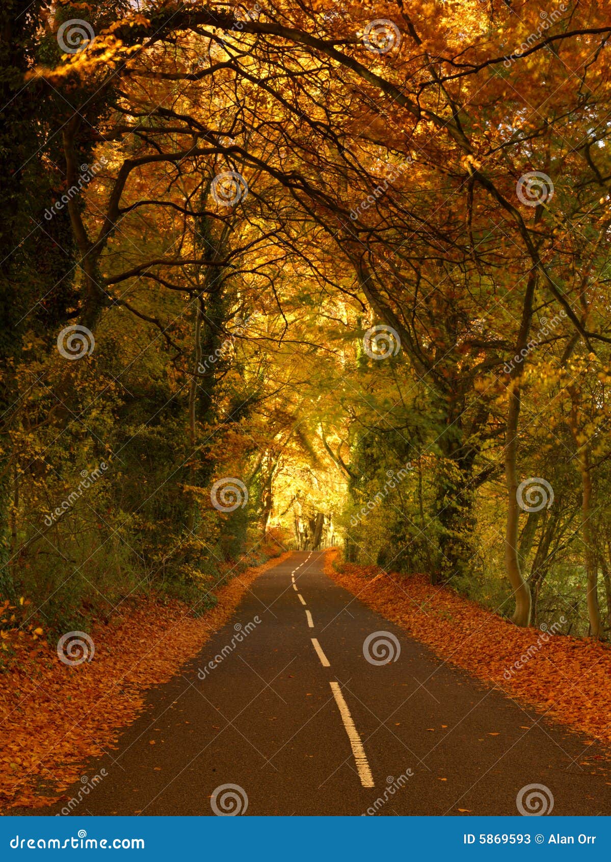 Autumn road stock image. Image of autumn, golden, forest - 5869593