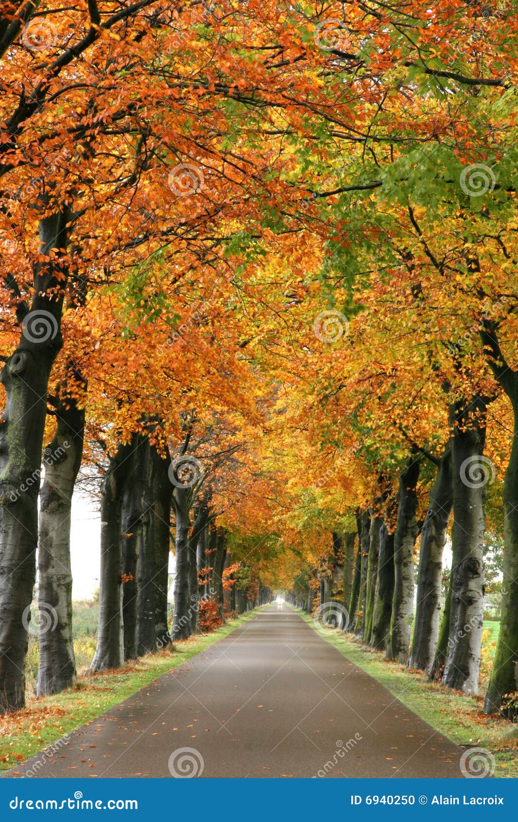 Autumn road stock photo. Image of empty, distant, infinite - 6940250