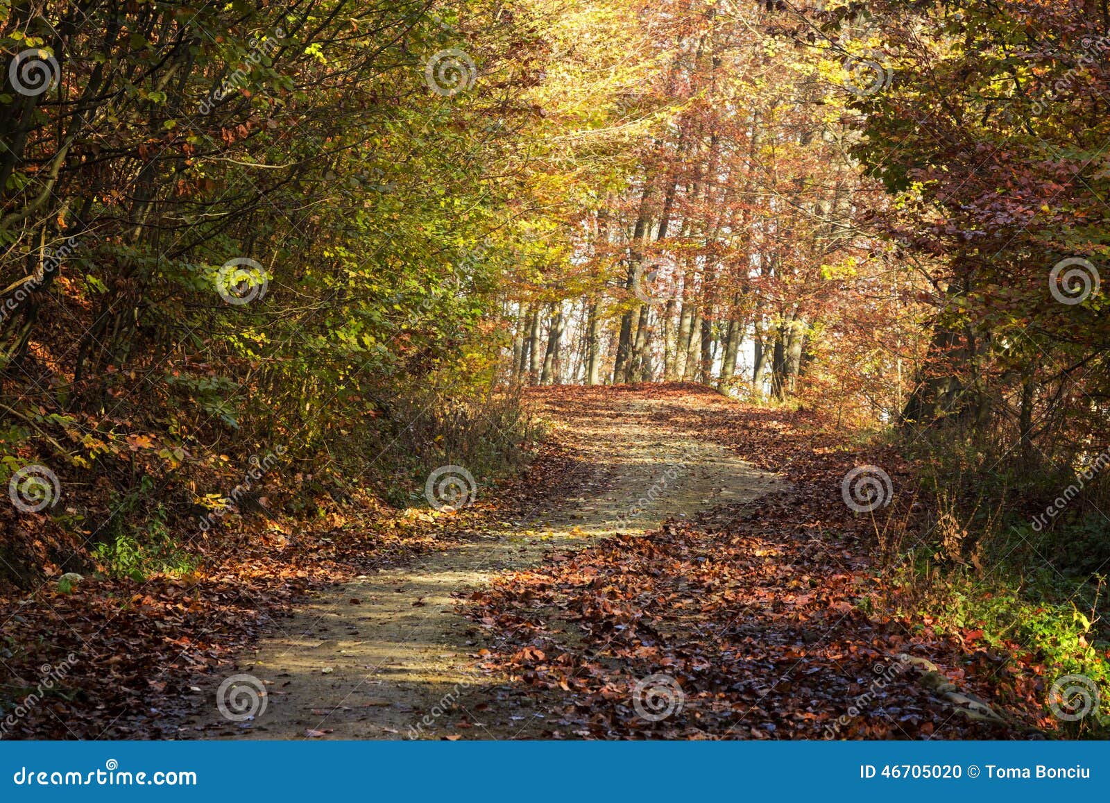 Autumn Road through the Forest with Bright Side Sun Rays Stock Photo ...
