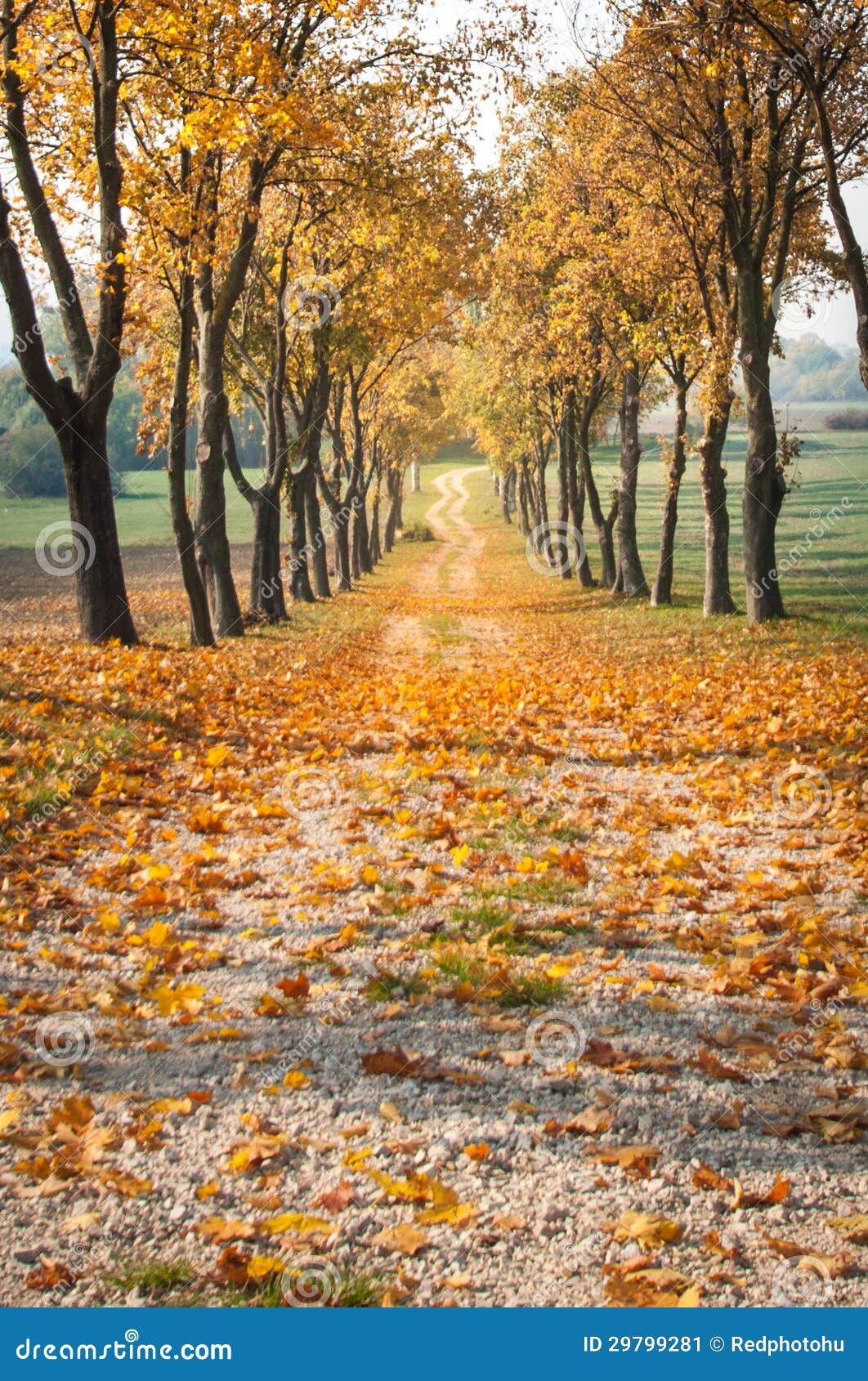 Autumn road stock image. Image of scene, orange, pursuit - 29799281