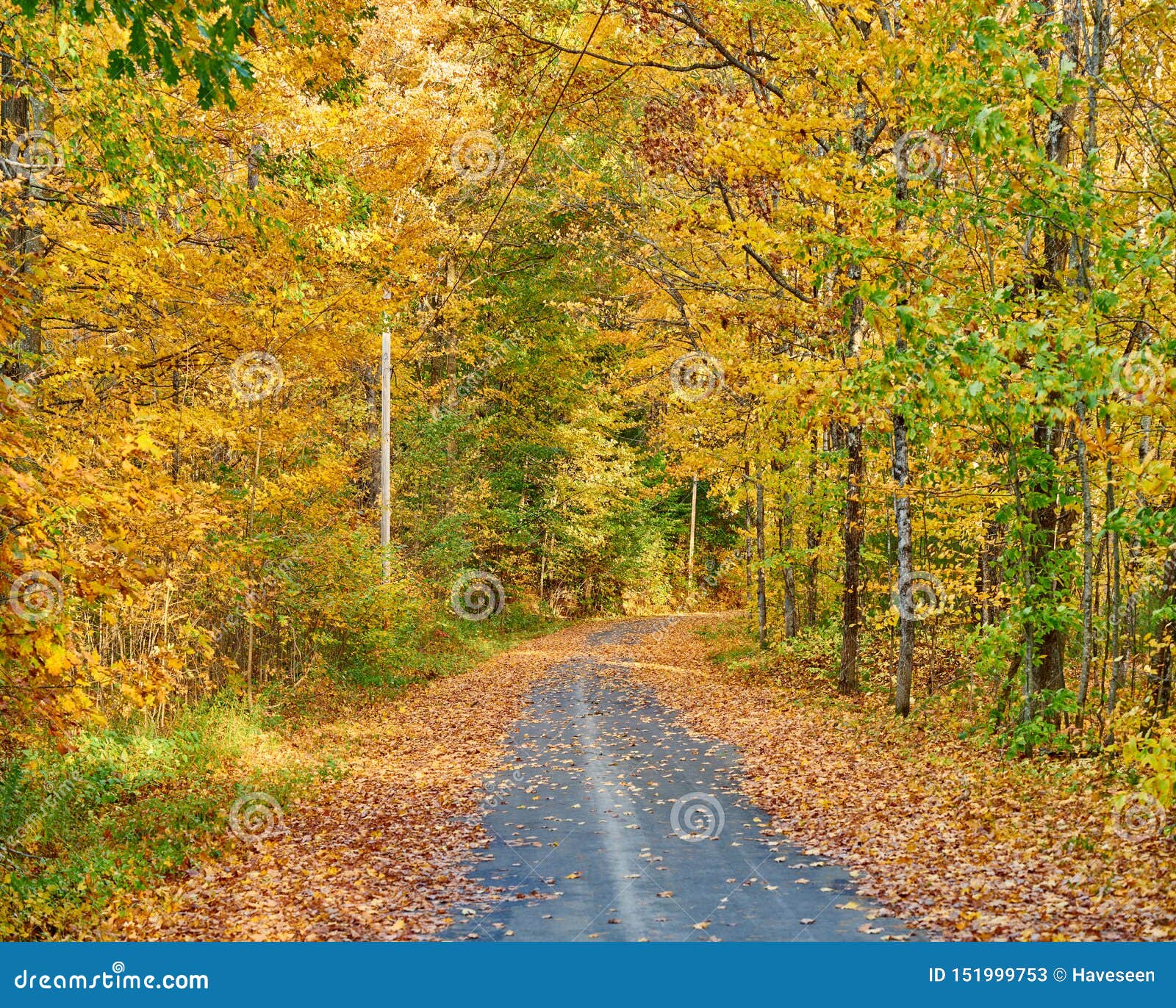 Autumn road in Maine stock image. Image of states, forest - 151999753