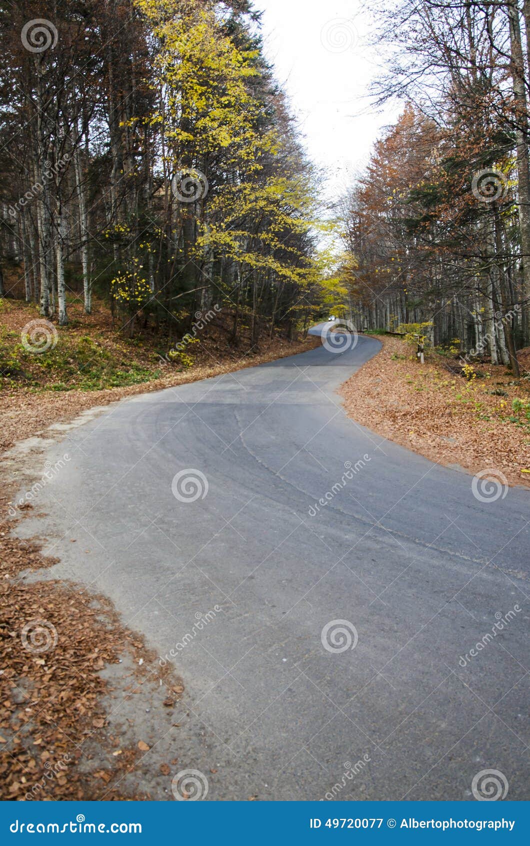 Autumn Road stock image. Image of leaf, autumn, holiday - 49720077