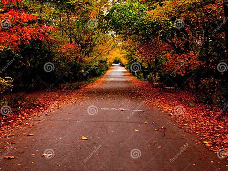 Autumn road in the park stock image. Image of flight, leaves - 7834681