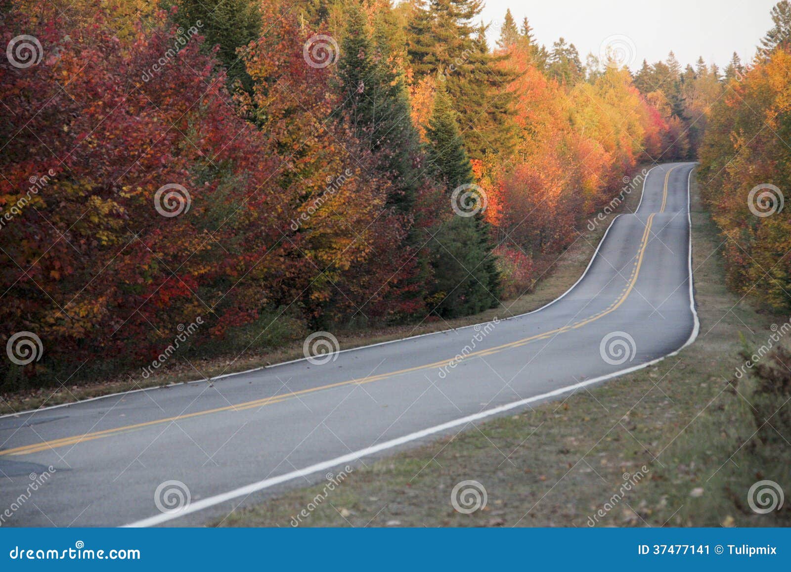 Autumn road stock image. Image of double, future, life - 37477141
