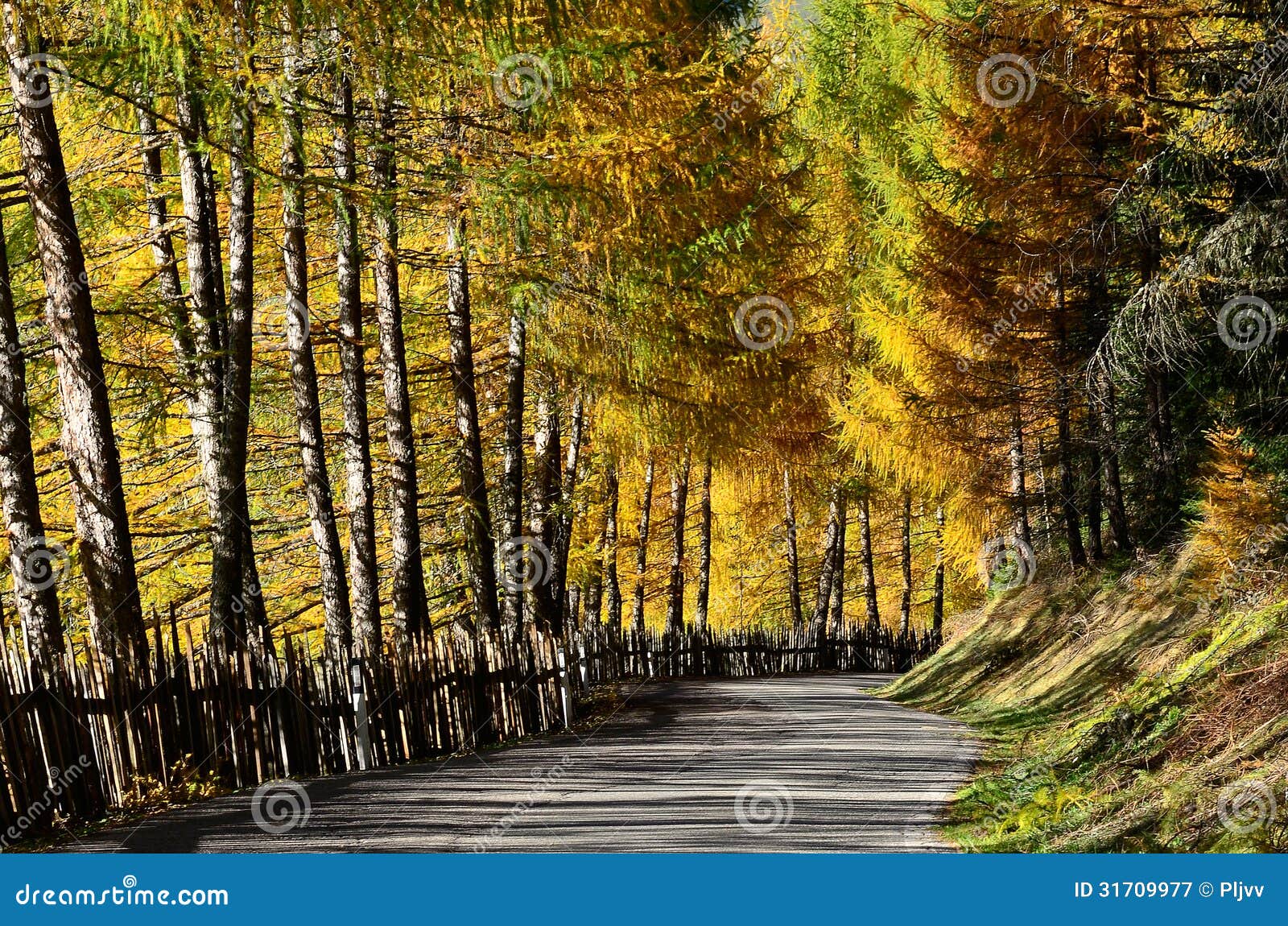 Autumn road stock image. Image of leaves, season, road - 31709977