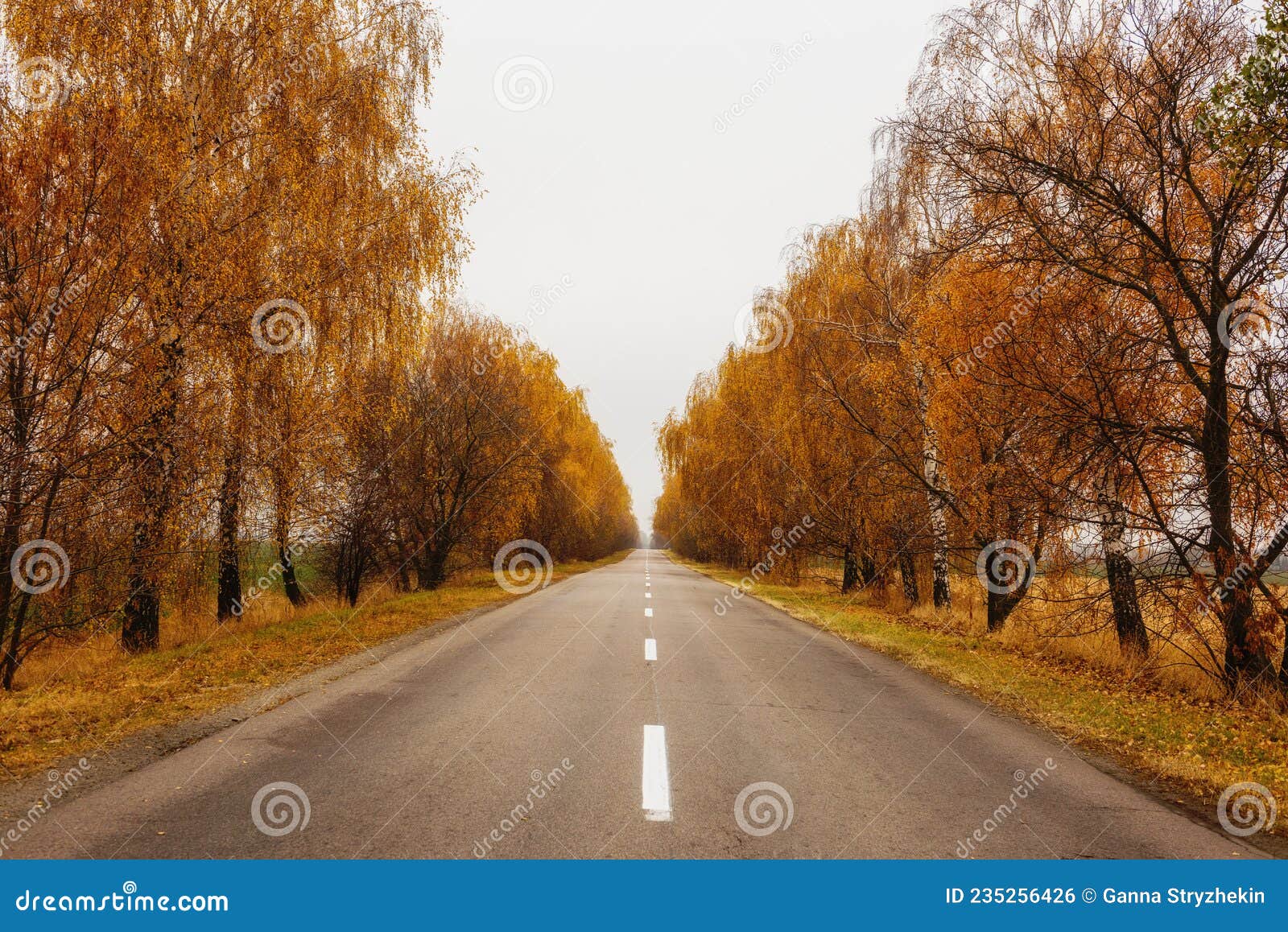 Autumn Road among Yellow Trees Stock Photo - Image of landscape, dreary ...