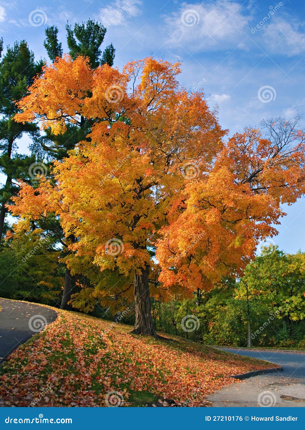 Autumn in Rockcliffe Park, Ottawa Stock Photo - Image of green, tree ...