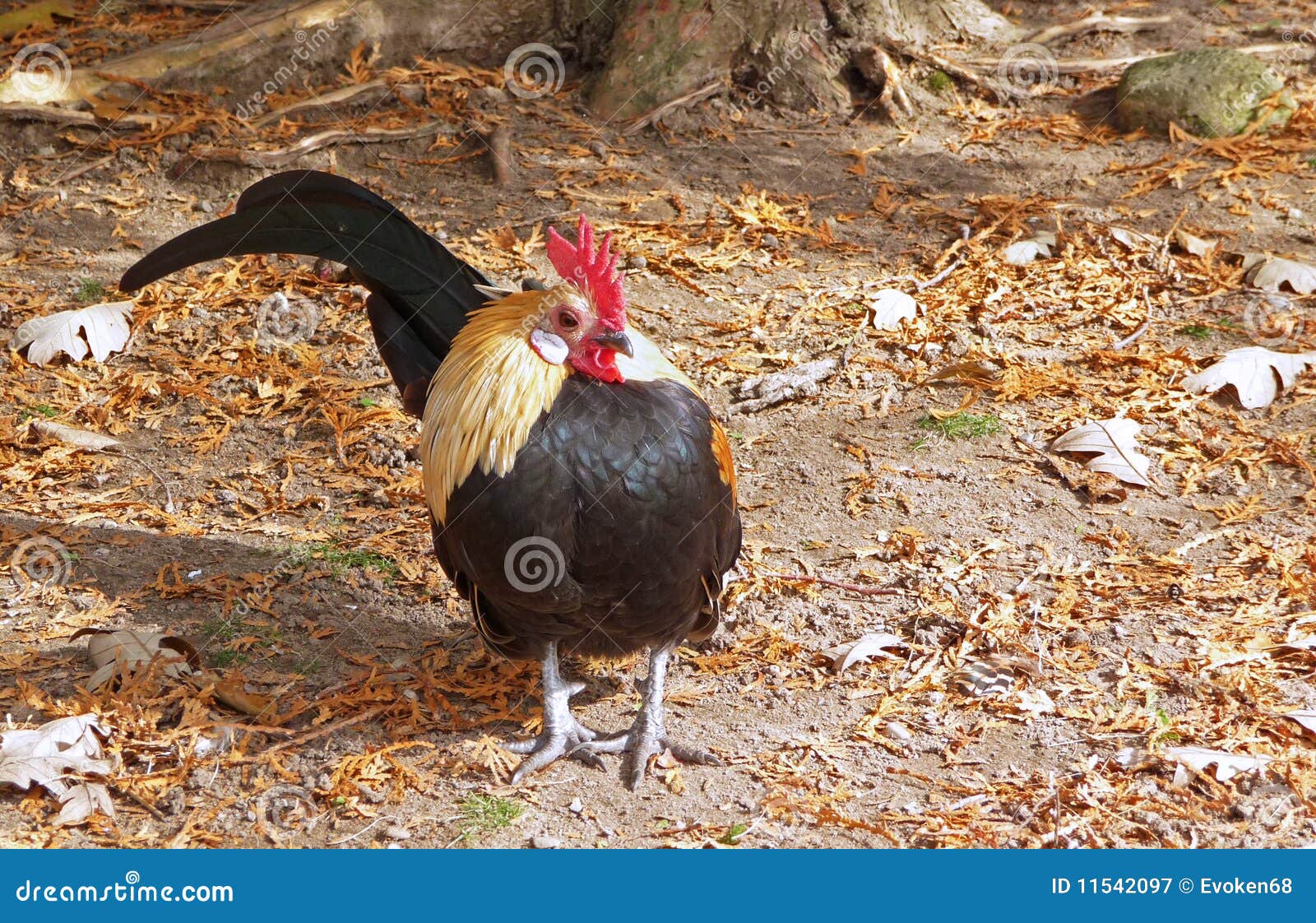 Autumn rooster stock image. Image of outdoors, agriculture - 11542097