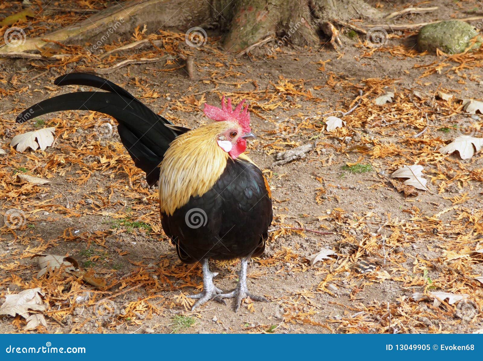 Autumn rooster profile stock image. Image of crest, fall - 13049905