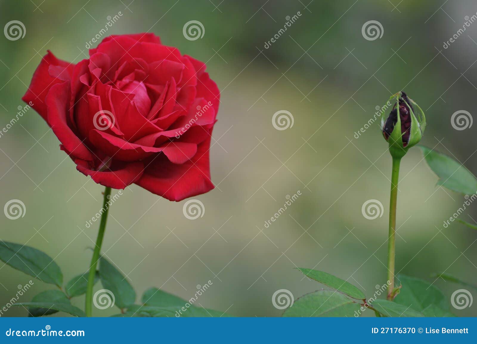 Autumn Rose stock photo. Image of flower, rosebud, rose - 27176370