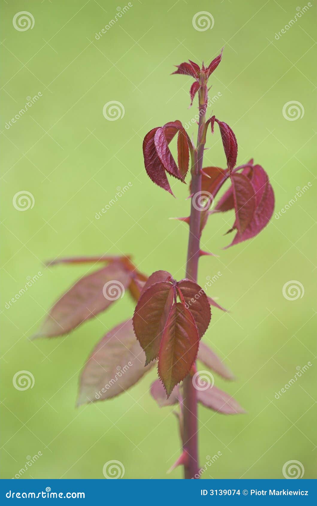 Autumn rose stock photo. Image of colours, dreamlike, fall - 3139074