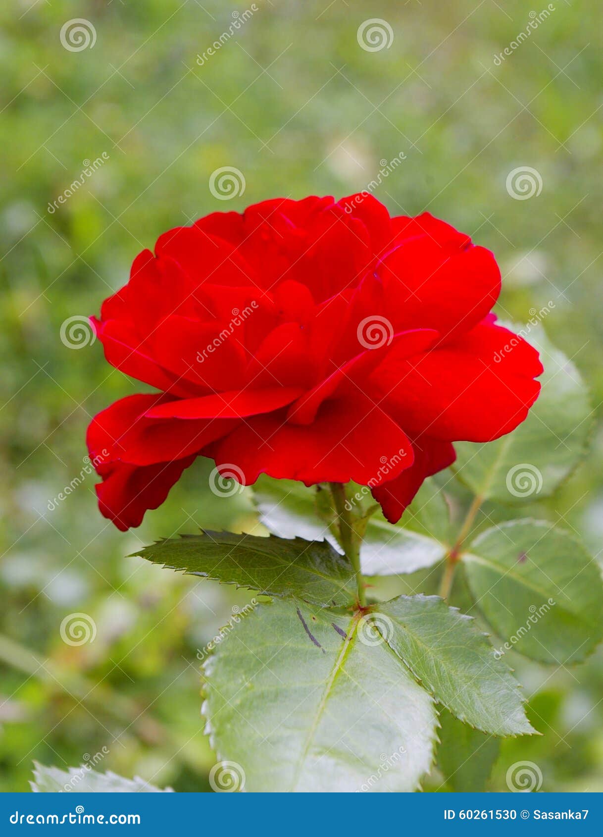 Autumn rose stock photo. Image of paper, design, dirty - 60261530