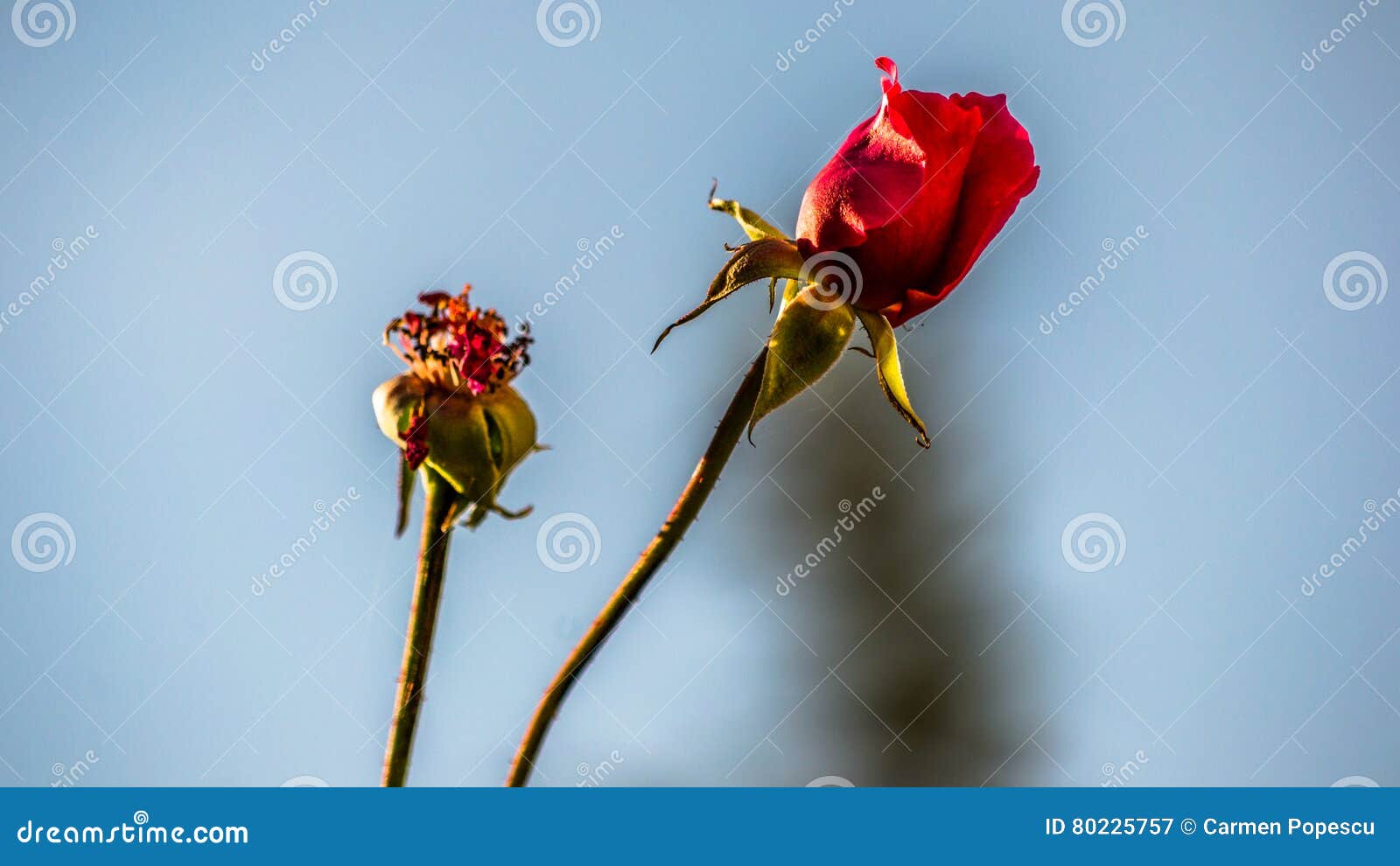 Autumn roses stock image. Image of background, rose, grass - 80225757