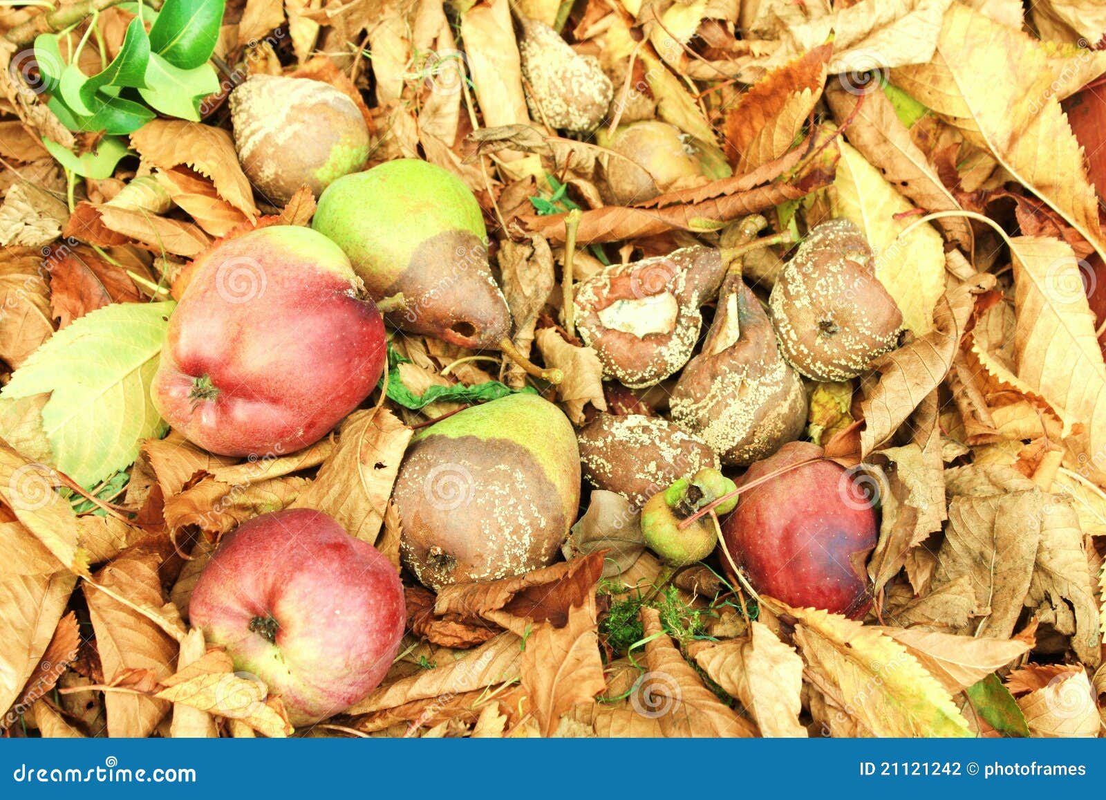 Autumn rotten fruits stock photo. Image of composting - 21121242