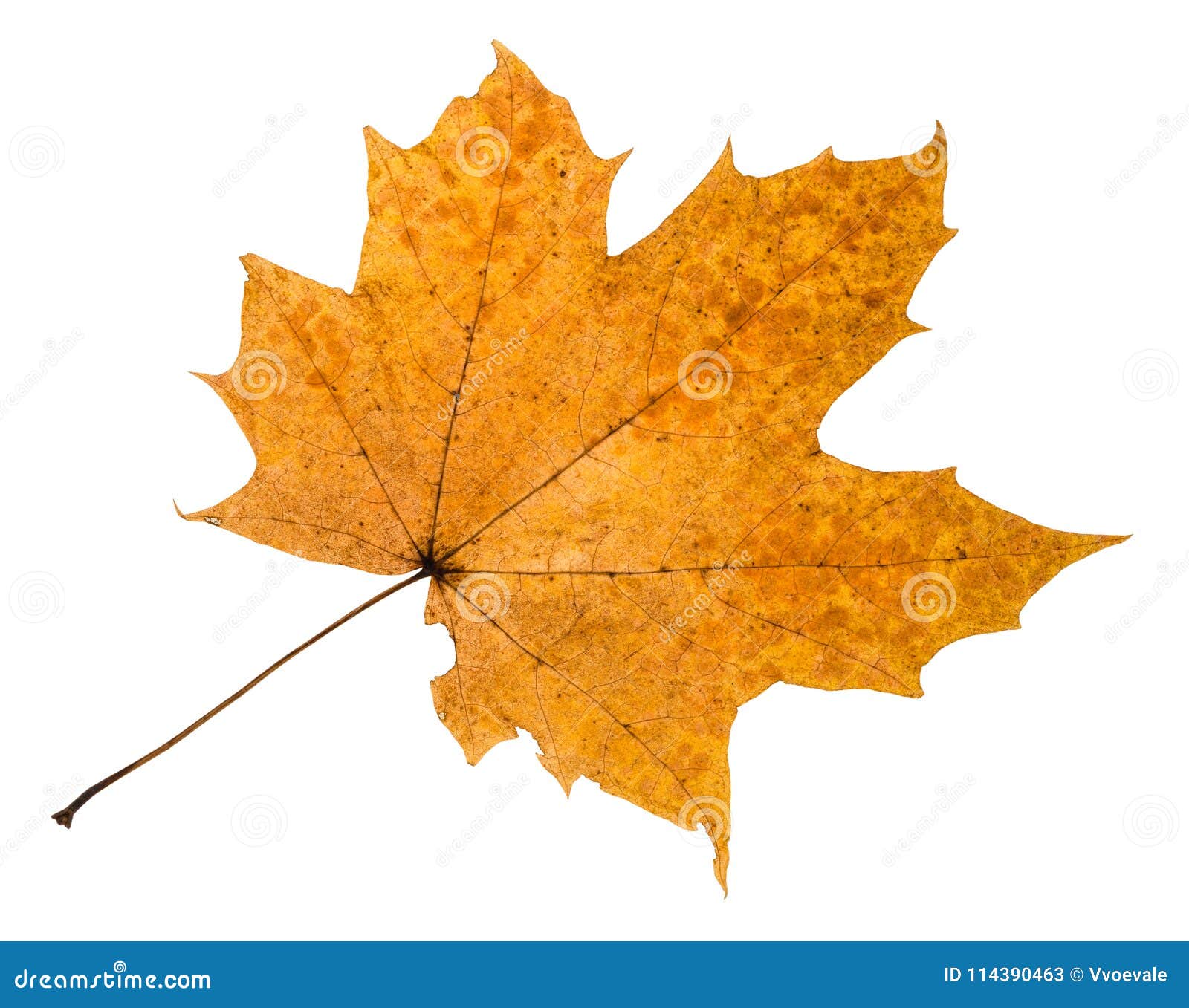 Autumn Rotten Leaf of Maple Tree Isolated Stock Image - Image of yellow ...