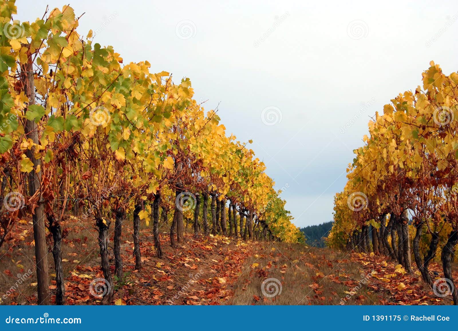 Autumn Row stock image. Image of ripe, rows, picturesque - 1391175