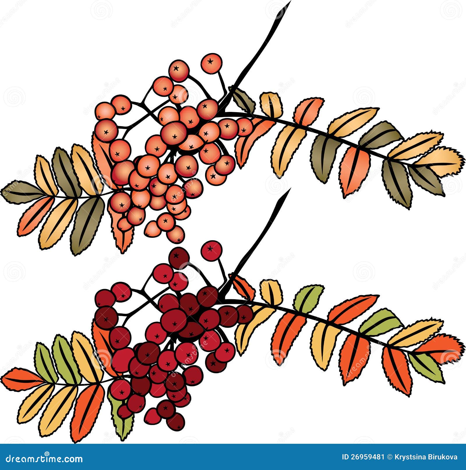 Rowan Ash Berry Background Border Royalty-Free Stock Image ...