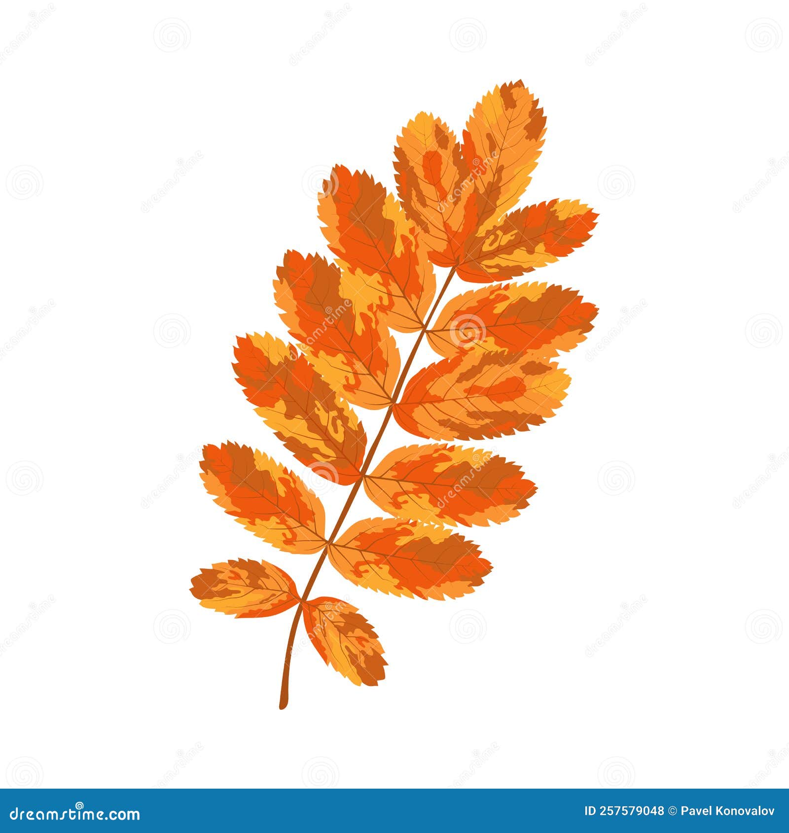 Autumn Rowan Leaf stock vector. Illustration of branch - 257579048