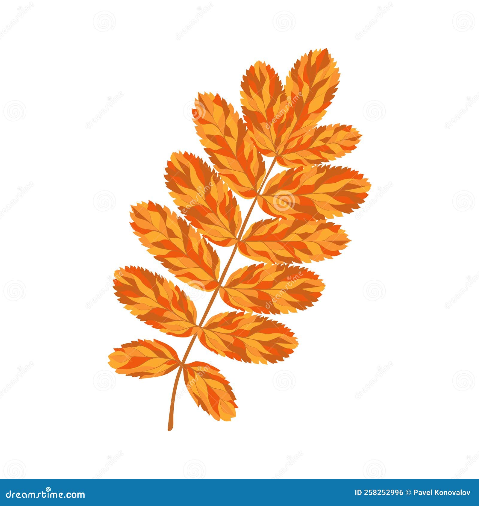 Autumn Rowan Leaf stock vector. Illustration of branch - 258252996