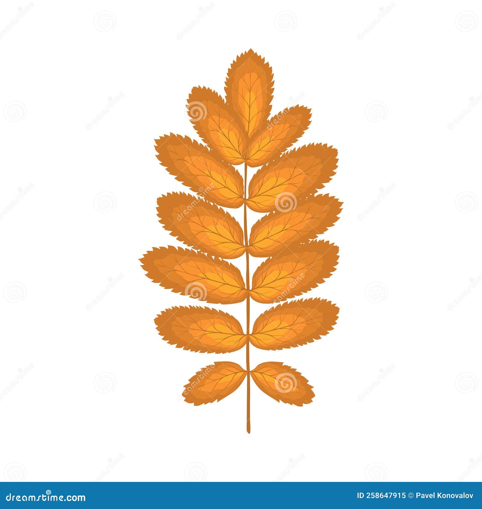 Autumn Rowan Leaf stock illustration. Illustration of macro - 258647915