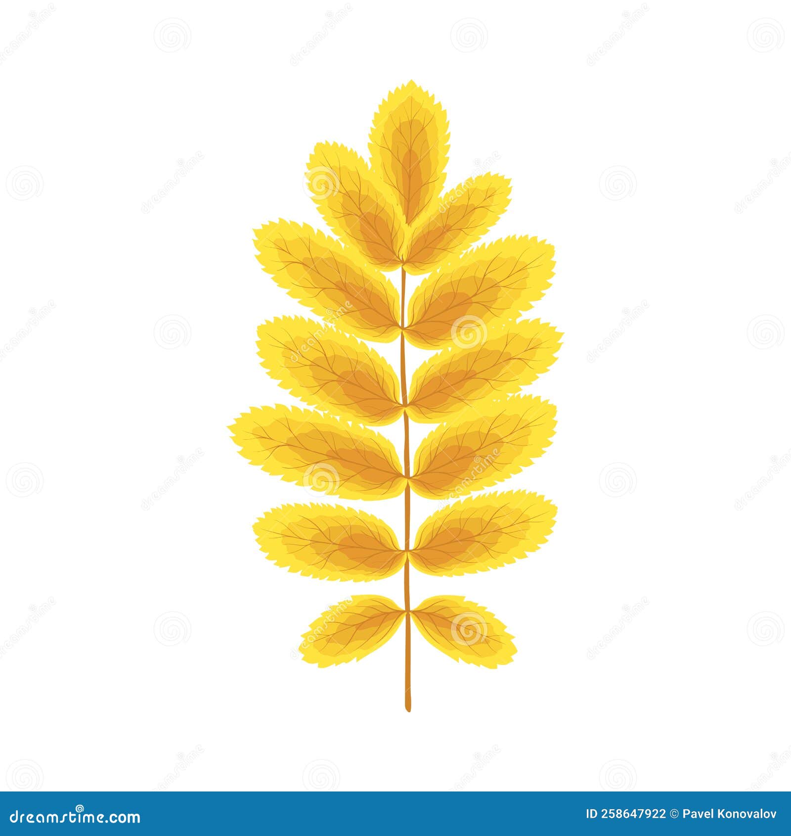 Autumn Rowan Leaf stock vector. Illustration of leaf - 258647922