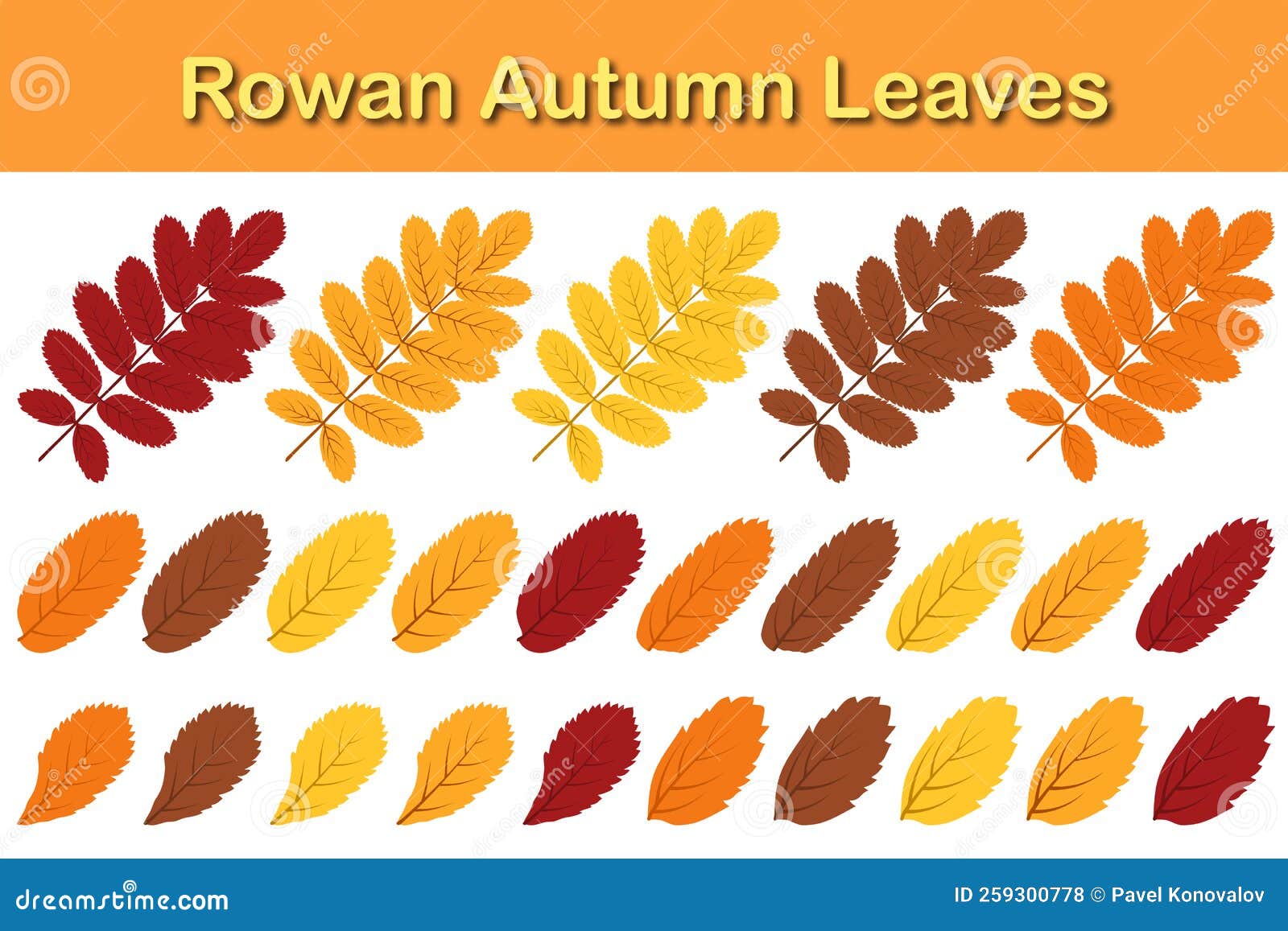 Autumn Rowan Leaf Set stock vector. Illustration of color - 259300778