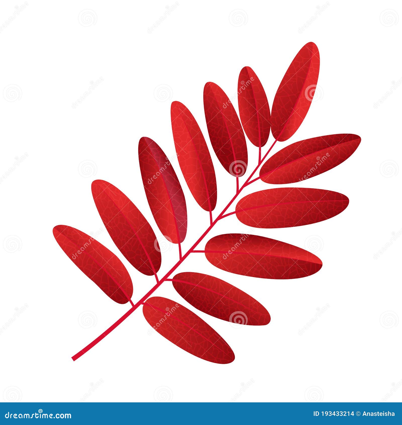 Autumn Rowan Leaf Vector on a White Background Stock Vector ...