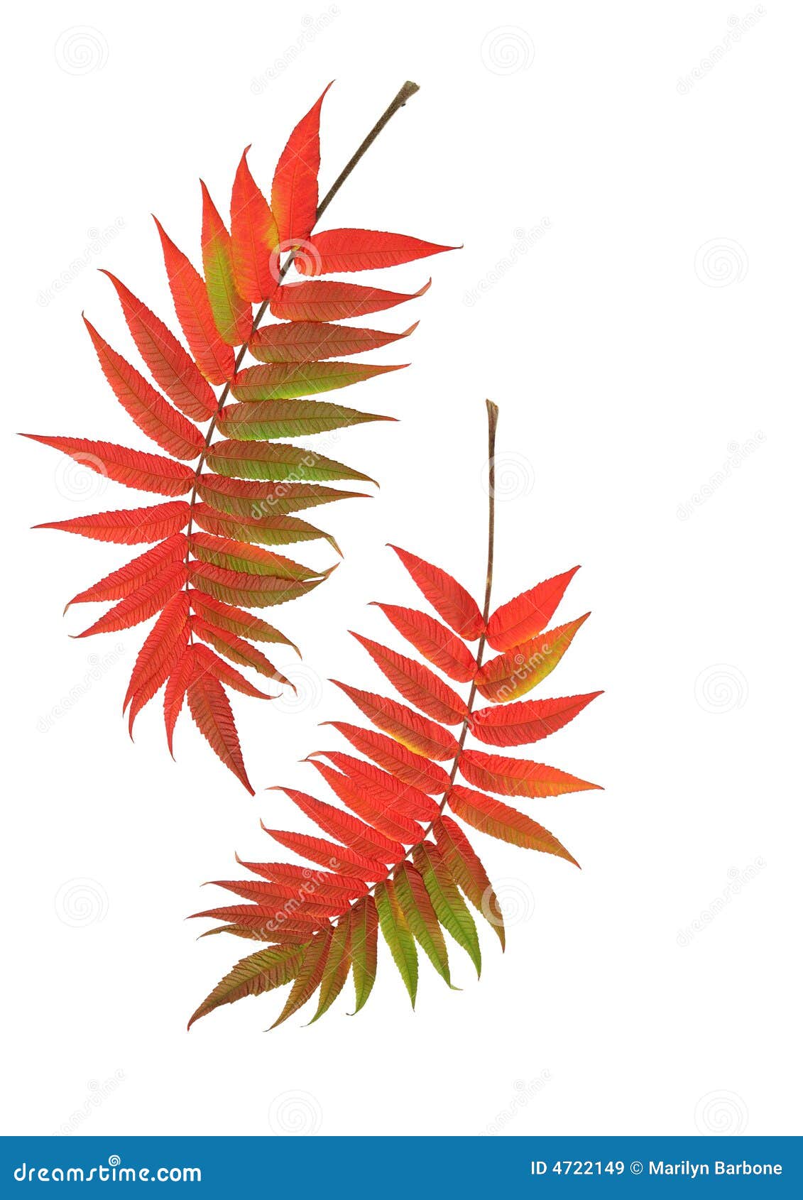Autumn Rowan Leaves stock image. Image of pair, botany - 4722149