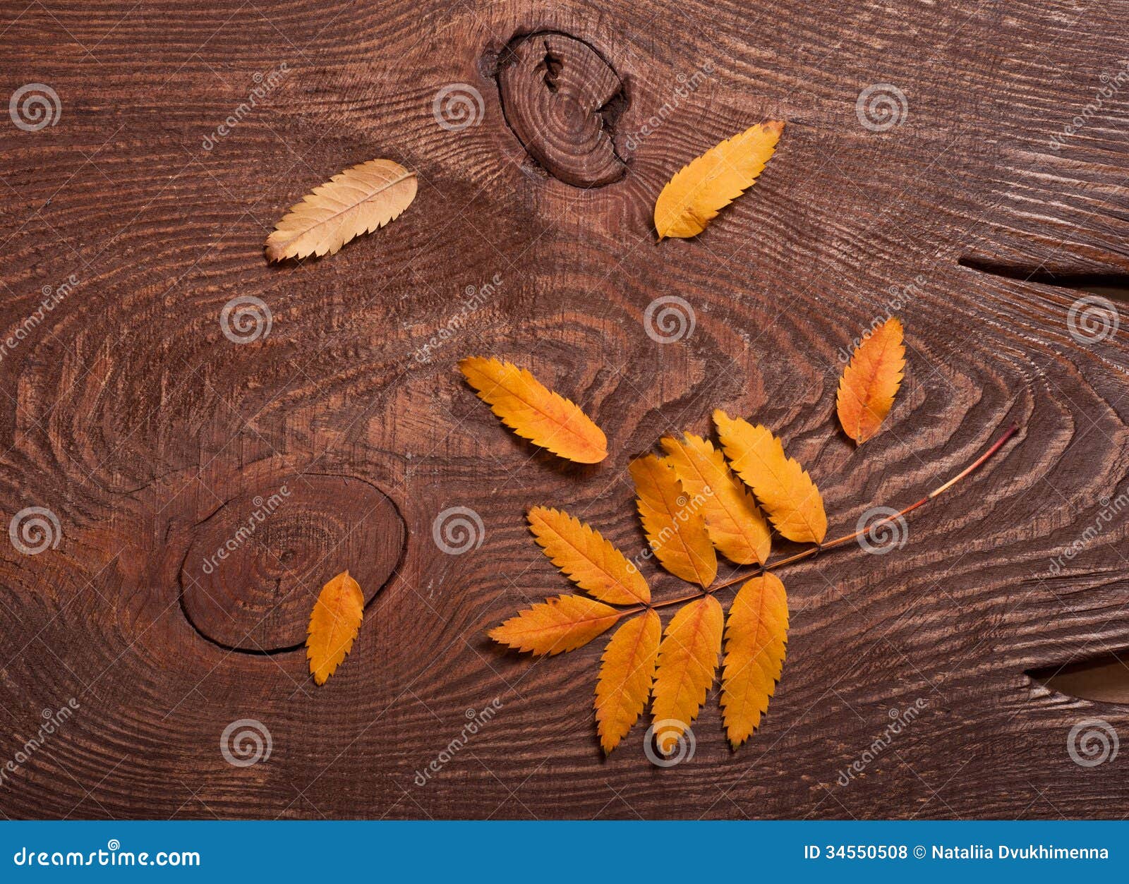 Autumn rowan leaves stock photo. Image of fall, decorative - 34550508