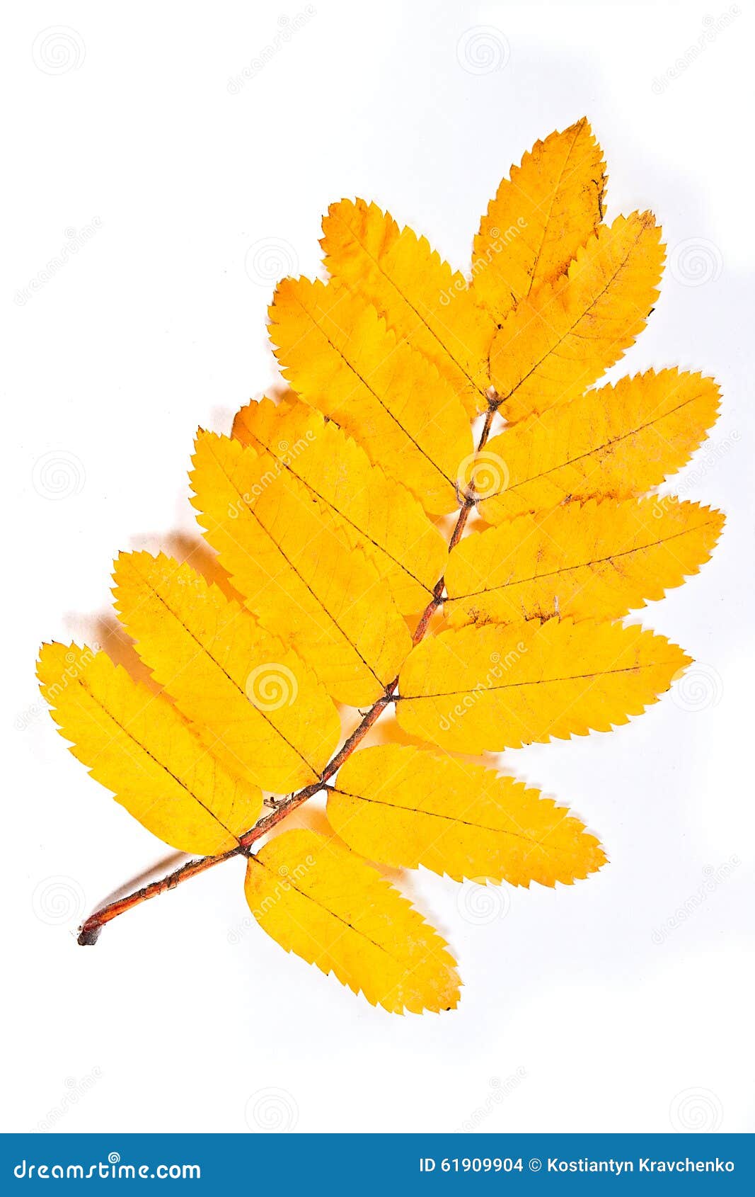 Autumn Rowan Tree Leaf Isolated on White Background Stock Photo - Image ...