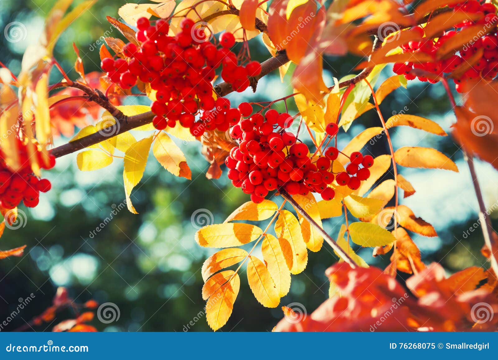 Autumn Rowan Tree with Red Berries Stock Image - Image of rowan, rural ...