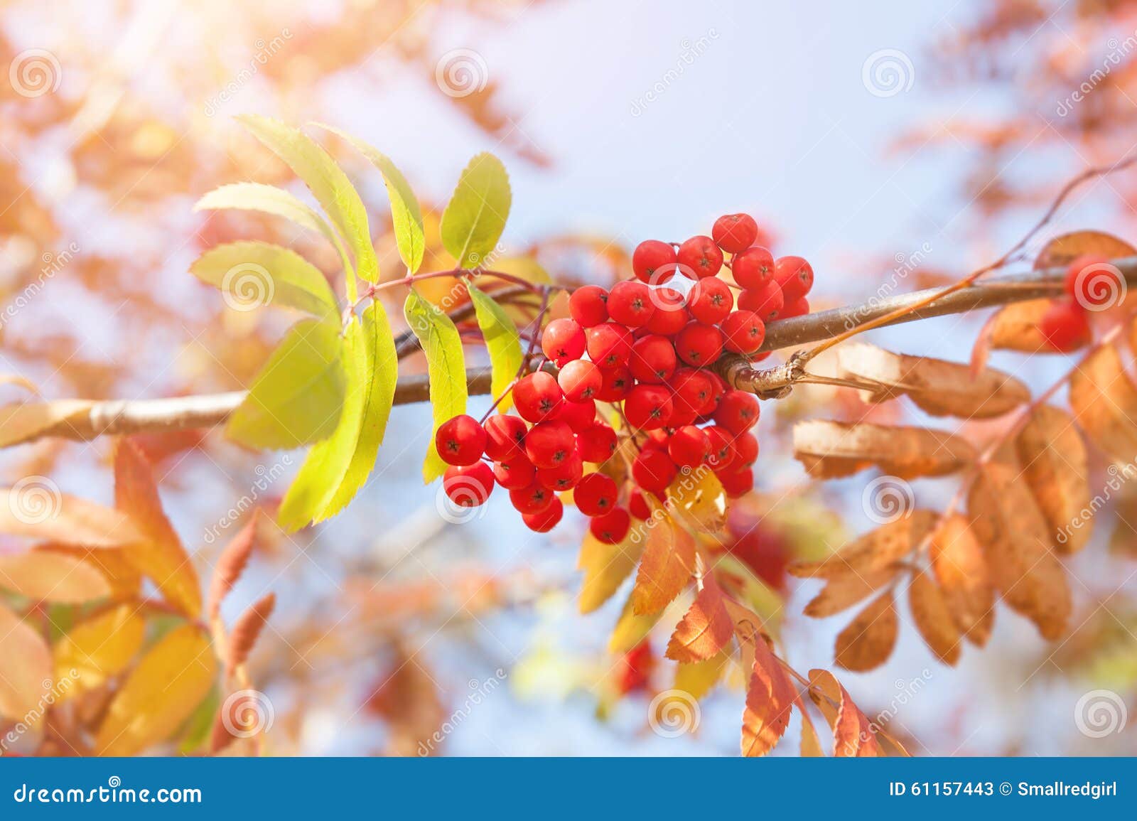 Autumn Rowan Tree with Red Berries and Colorful Leaves. Stock Image ...