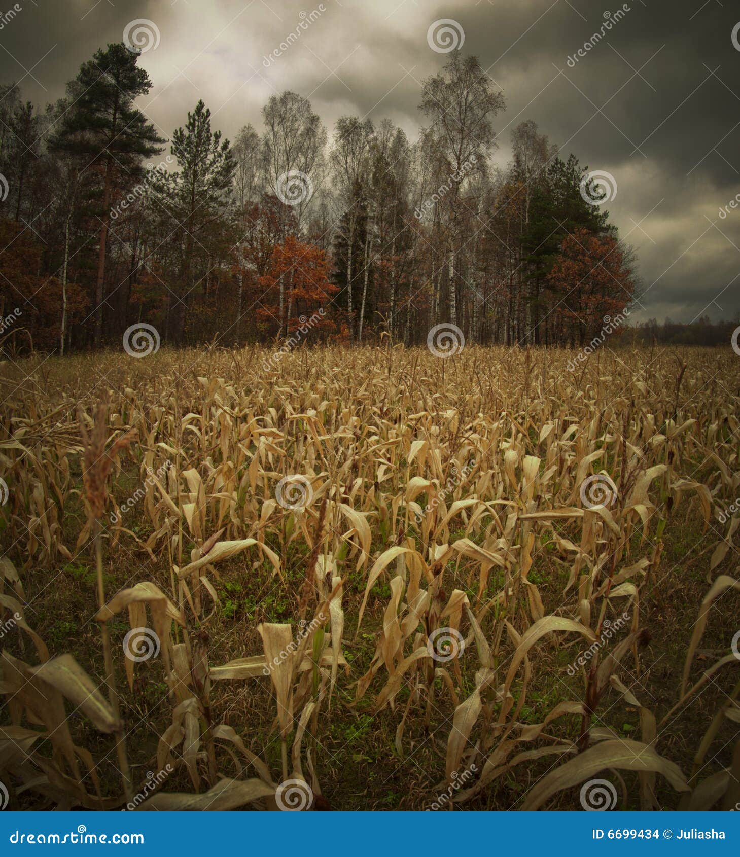 Autumn rural landscape stock photo. Image of field, road - 6699434
