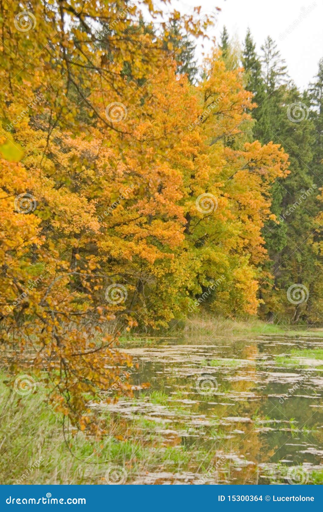 Autumn in Russia stock photo. Image of abramzevo, colors - 15300364