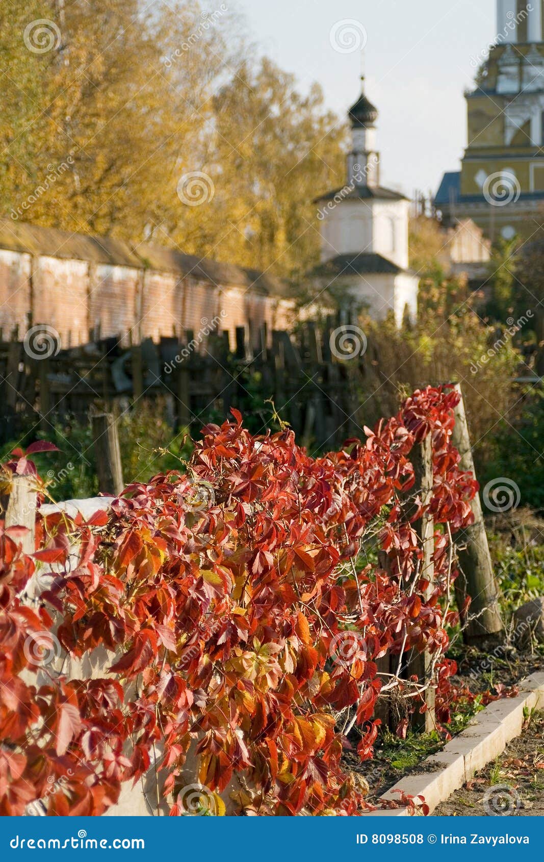 Autumn in Russia stock photo. Image of city, quinquefolia - 8098508