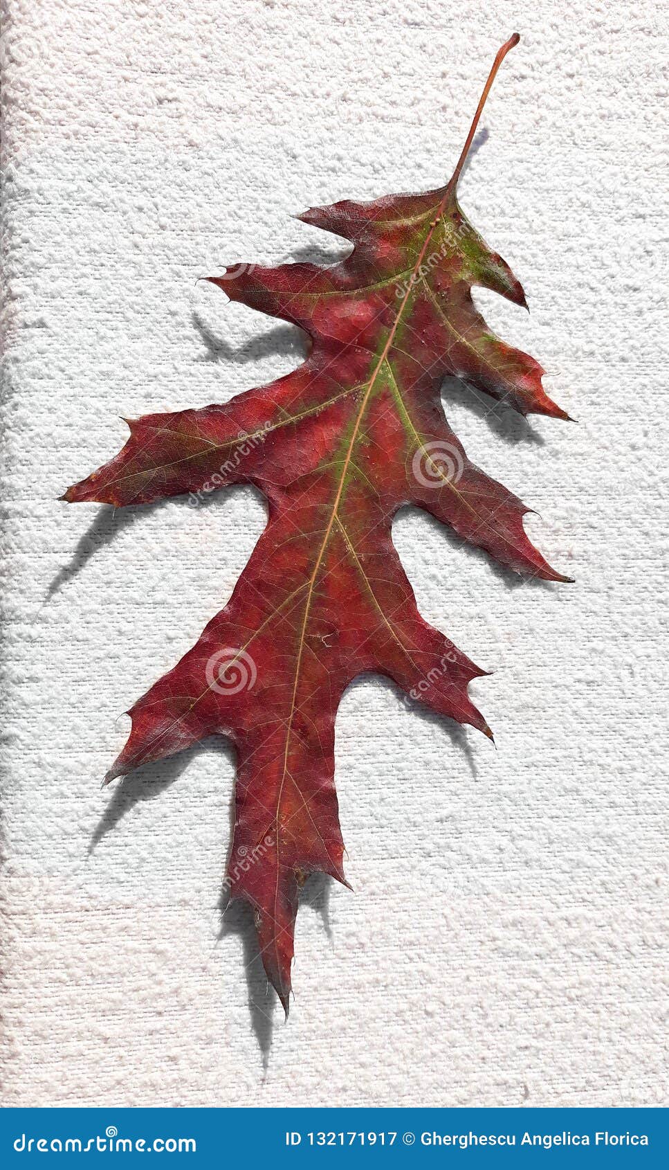 Autumn Rust Leaf on White Fabric Stock Image - Image of grass ...