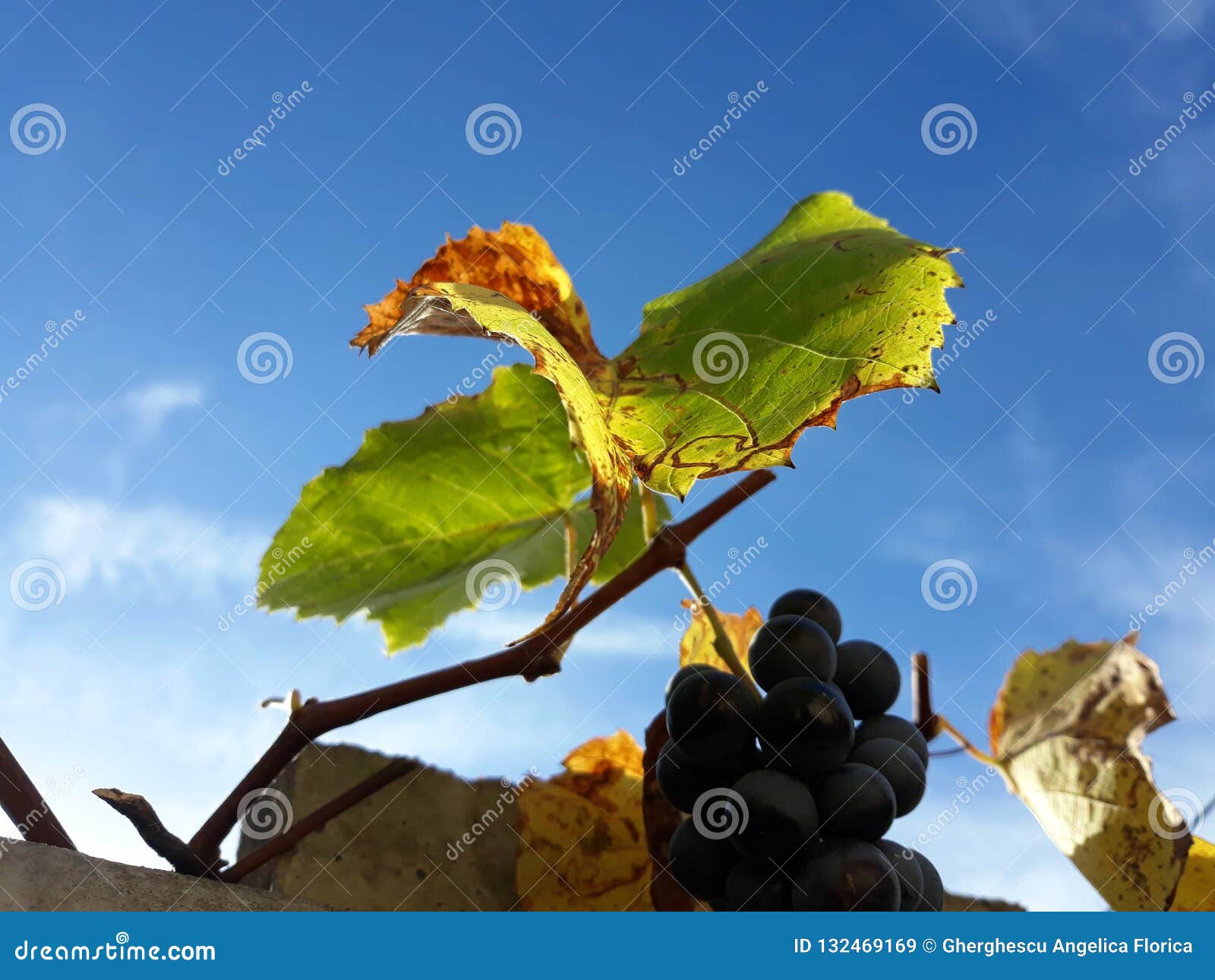 Autumn Rust Leaves with Blue Sky Background Stock Image - Image of ...