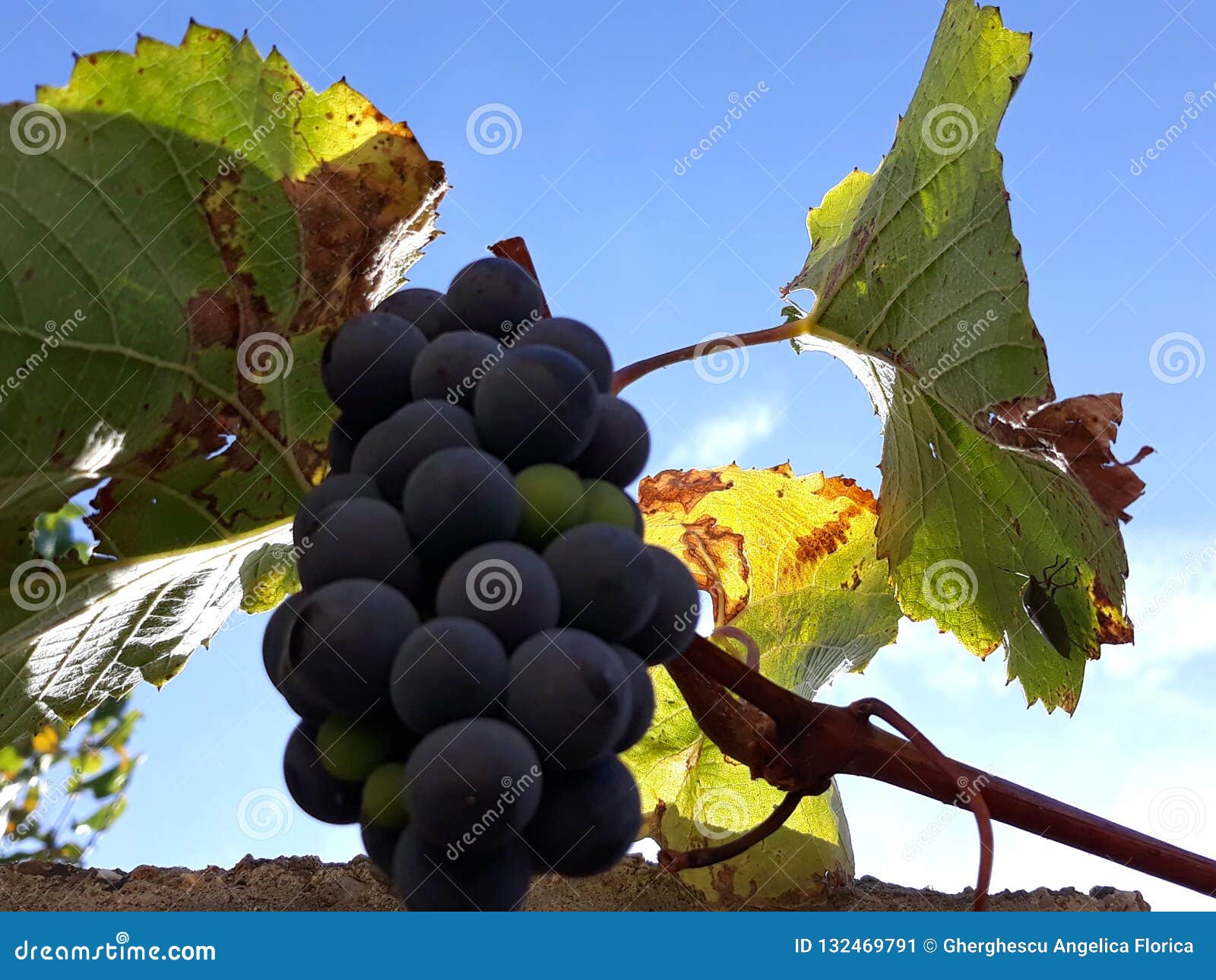 Autumn Rust Leaves Fall with Blue Sky Background Stock Image - Image of ...