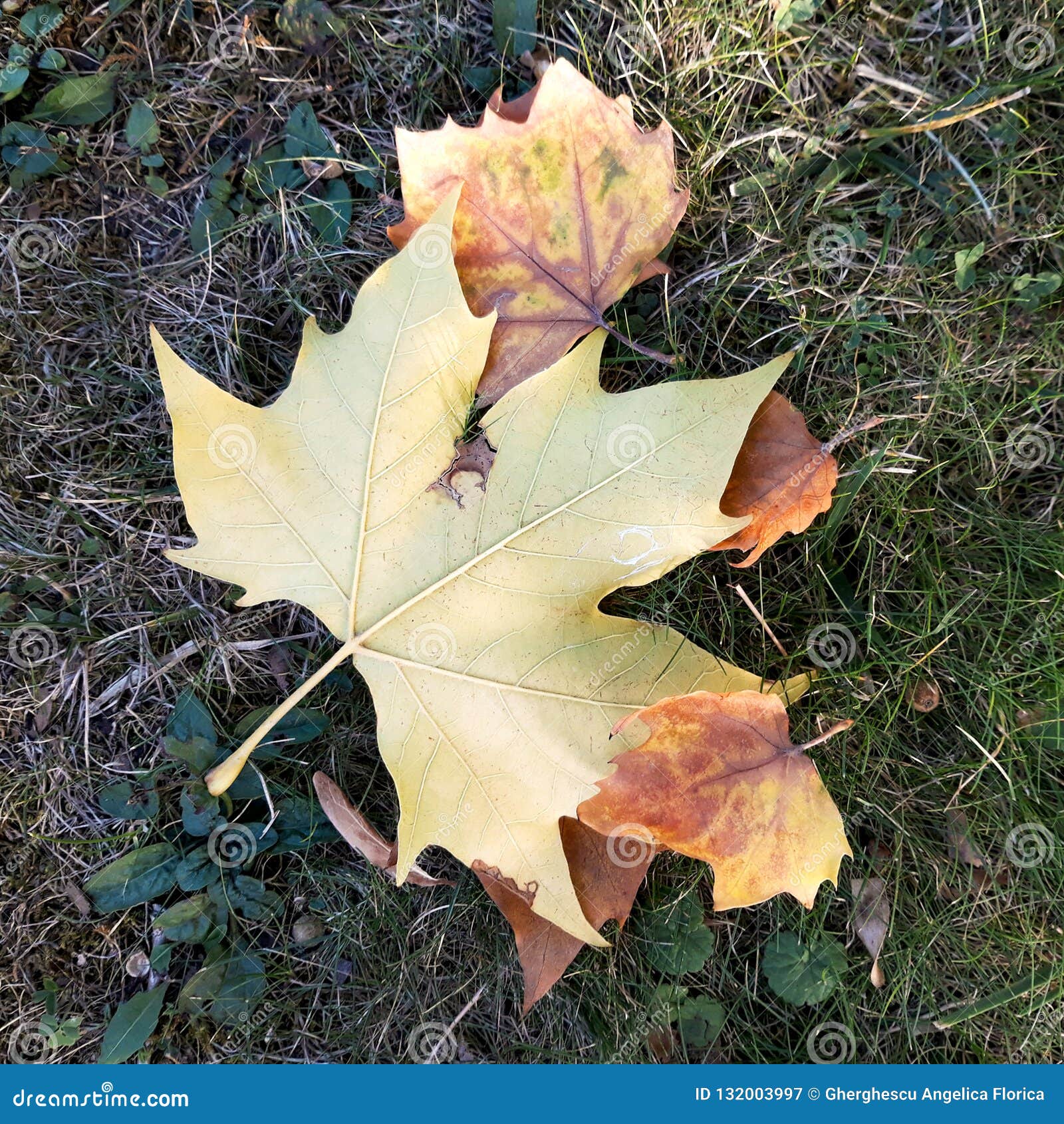 Autumn Rust Leaves Fall in the Grass Stock Image - Image of sunny, rust ...
