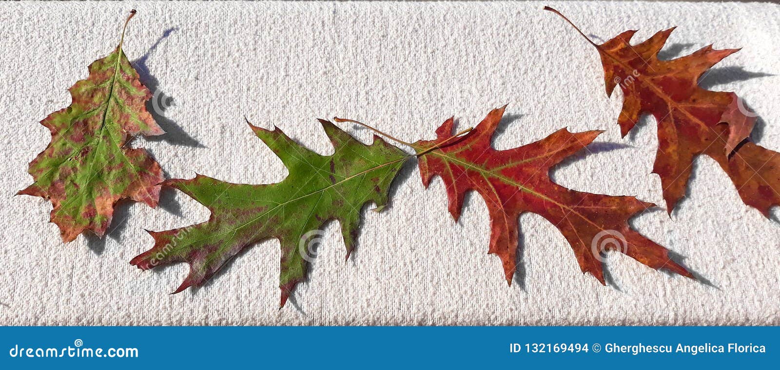 Autumn Rust Leaves on White Fabric Stock Photo - Image of orange ...
