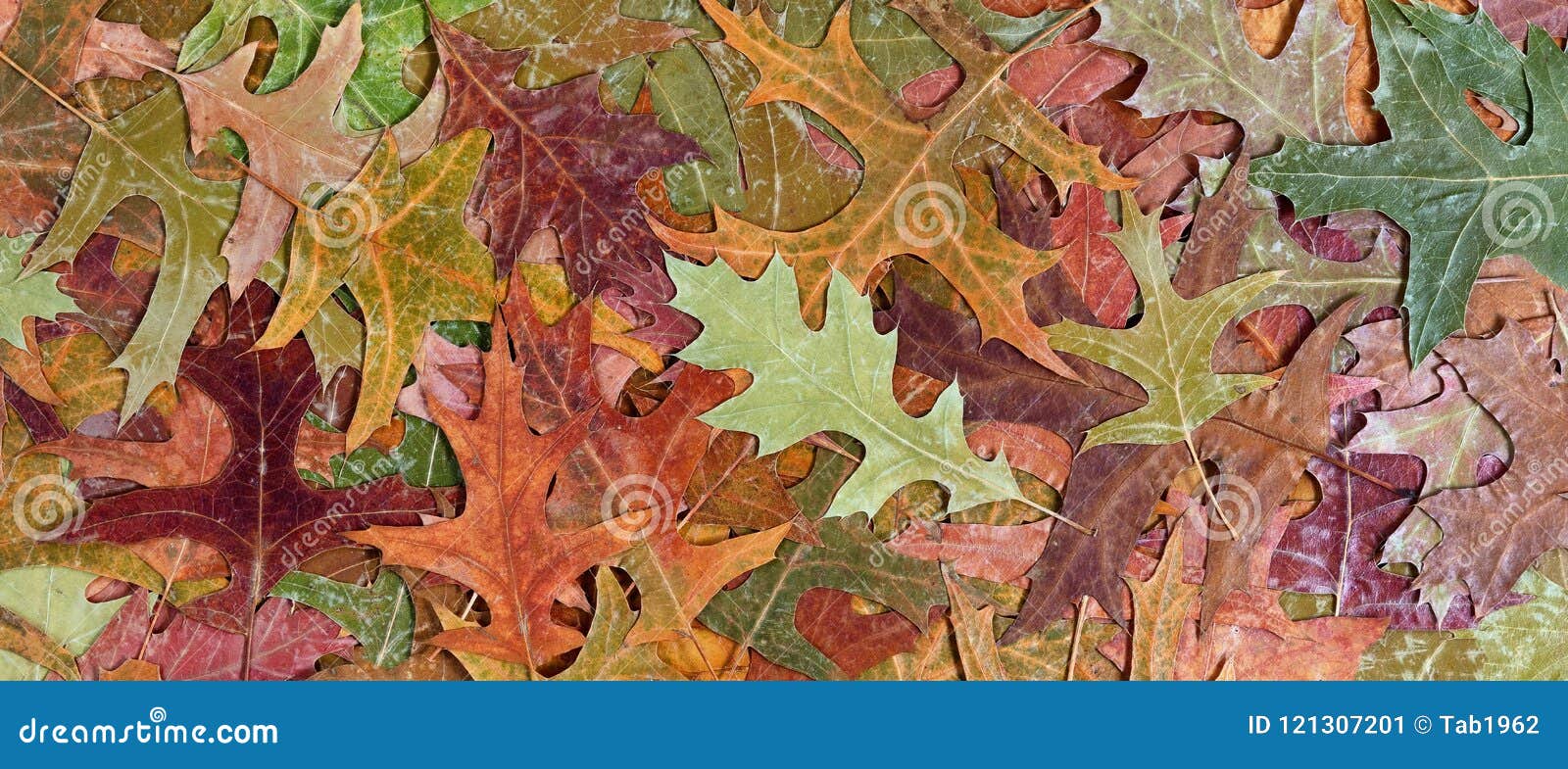Autumn Rustic Colorful Oak Leaves Background Stock Image - Image of ...