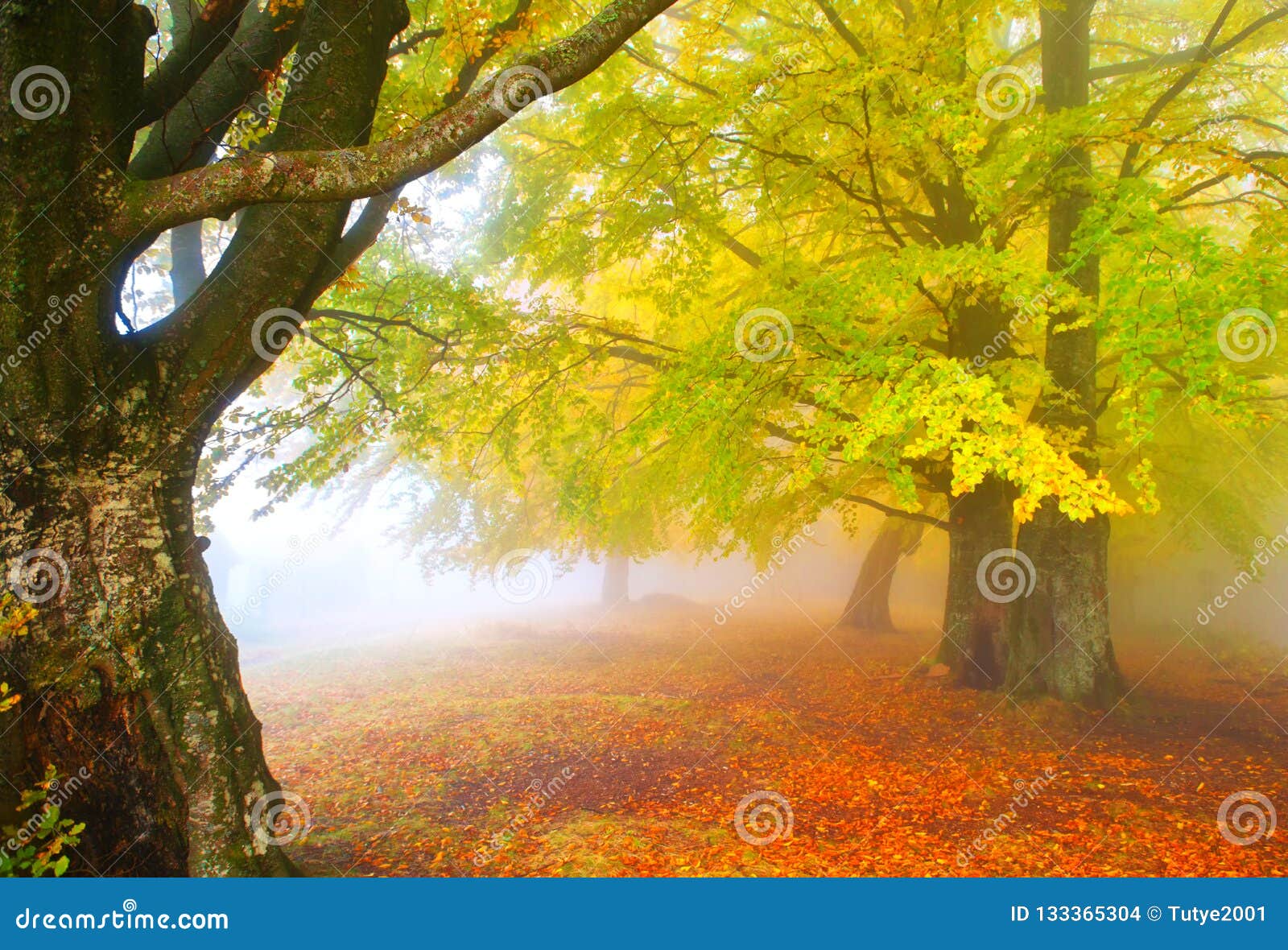 Autumn Rustic Forest Landscape Stock Photo - Image of orange, autumn ...