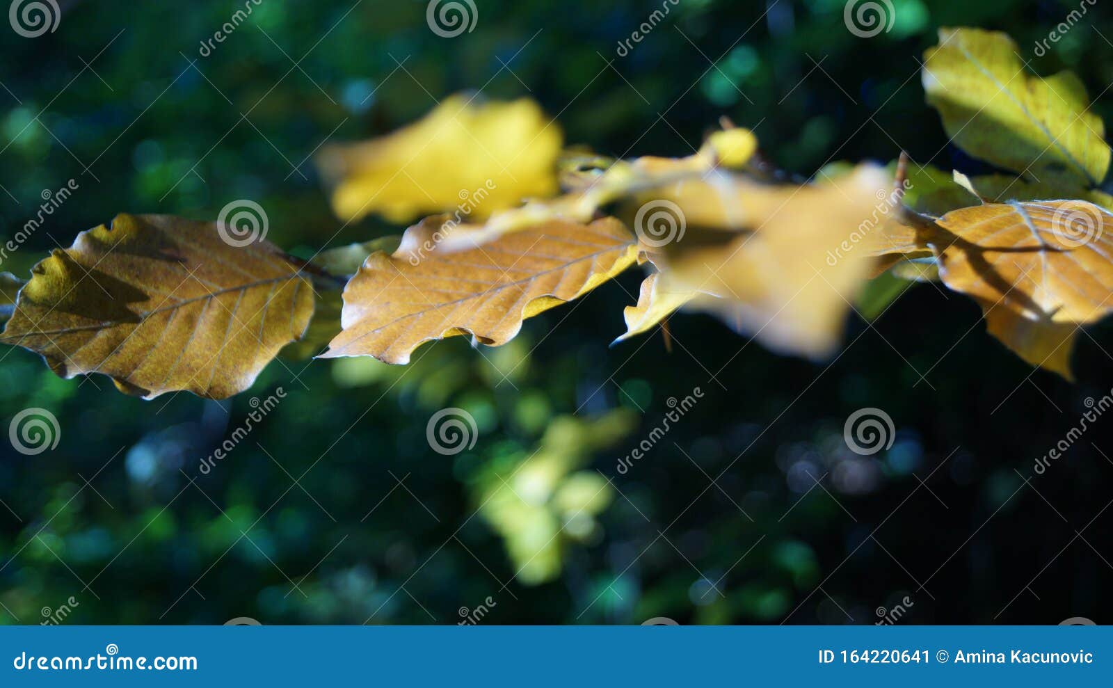 Autumn Rusty Leafs in Blurry Background. Stock Image - Image of leaves ...