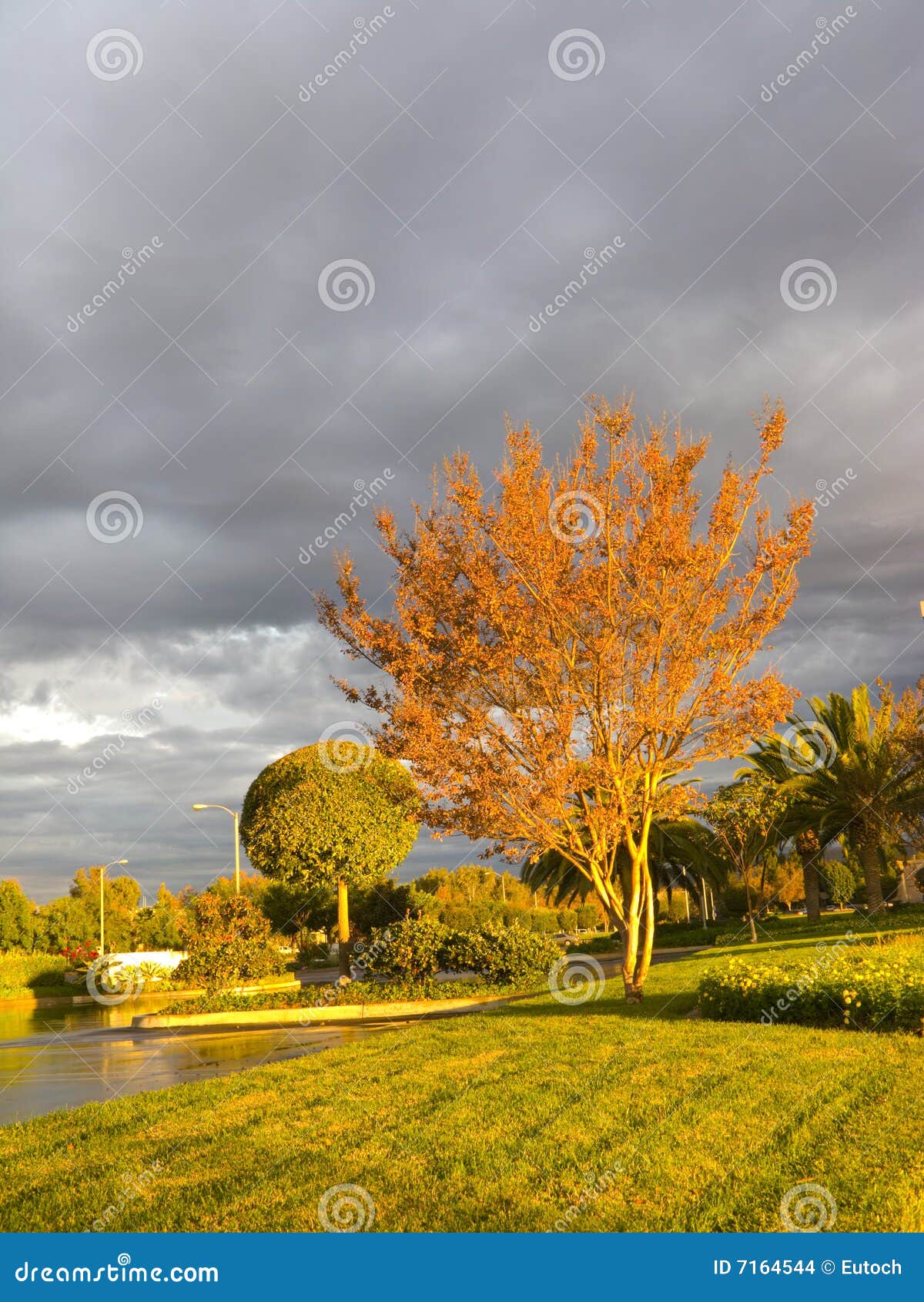 Autumn Rusty Tree stock photo. Image of vertical, autumn - 7164544