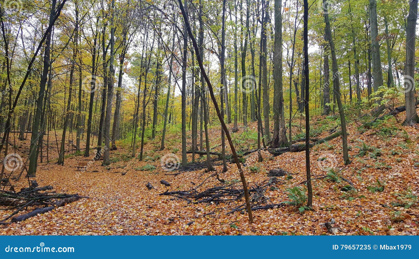 Autumn s Arrival stock image. Image of hike, deciduous - 79657235