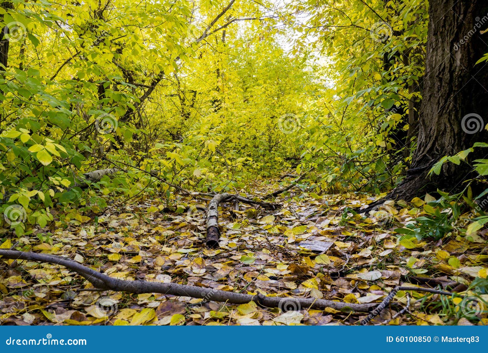 Autumn Sad Forest Landscape Stock Photo - Image of natural, beautiful ...